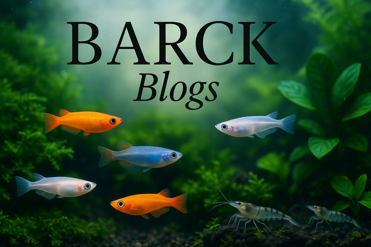 DIY Medaka Mini Pond | Build a Perfect Habitat – BARCK Aquatics