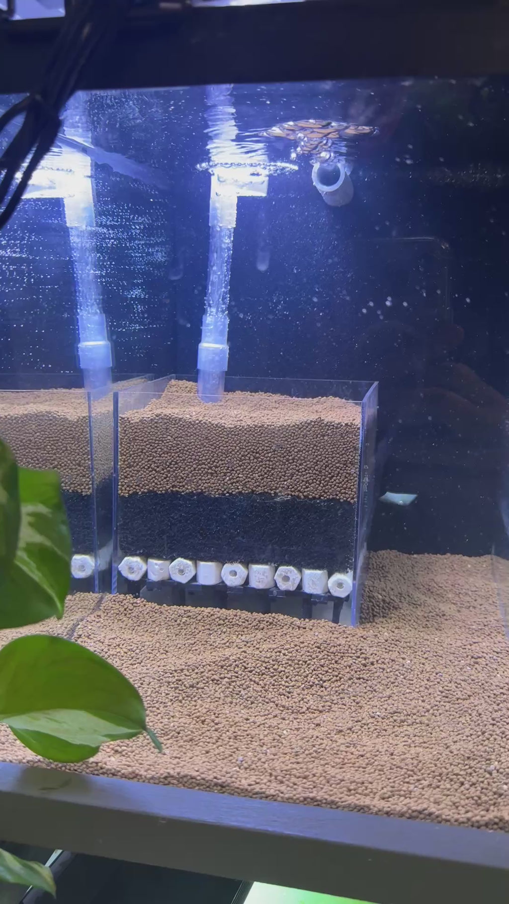 DIY Medaka Mini Pond | Build a Perfect Habitat – BARCK Aquatics